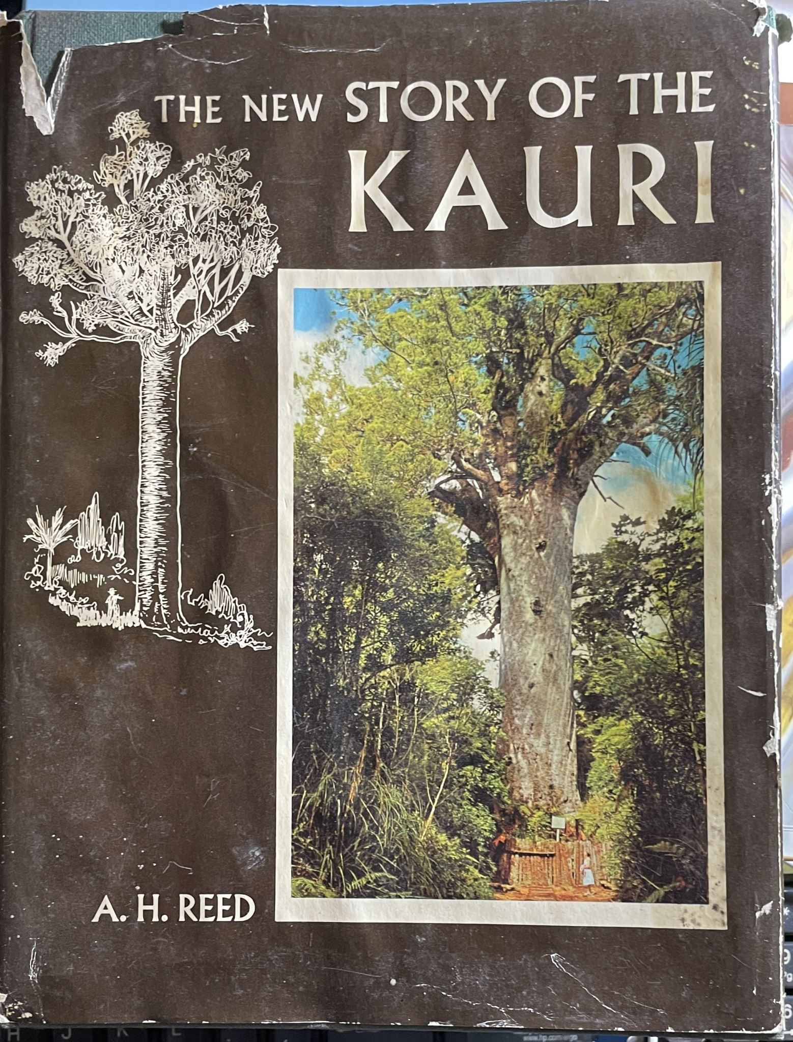 The New Story of The Kauri by A. H. Reed