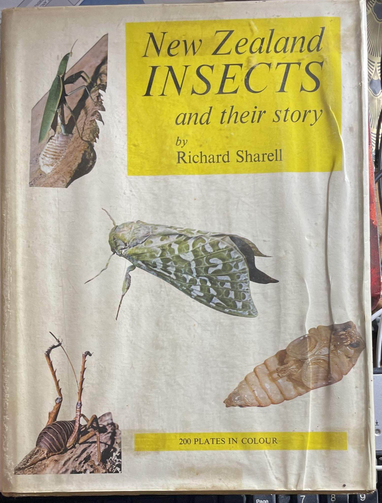 New Zealand Insects and their story